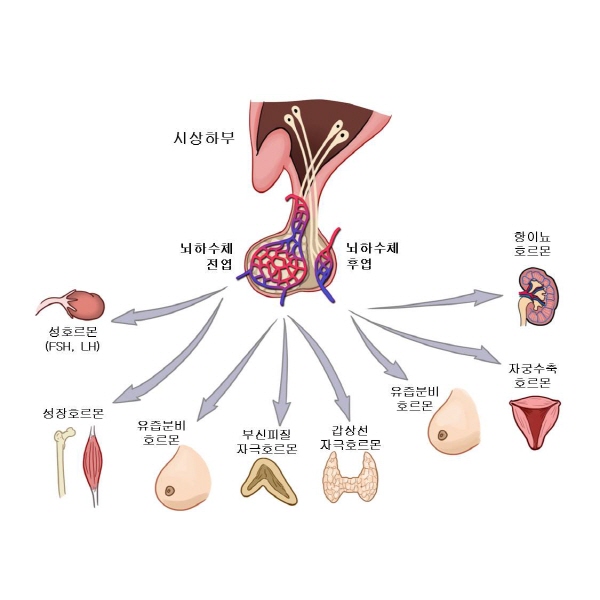 성 호르몬sex Hormone 인체정보 의료정보 건강정보 서울아산병원