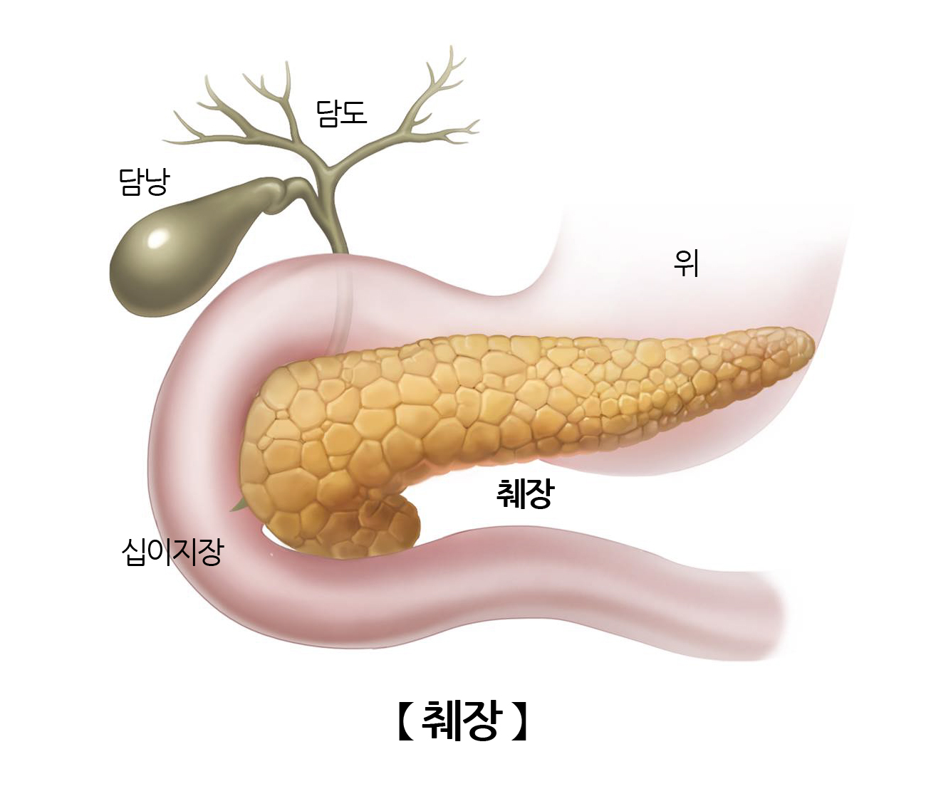 상왕십리 내과 췌장이 초음파에서 잘 안보이는 이유 네이버 블로그